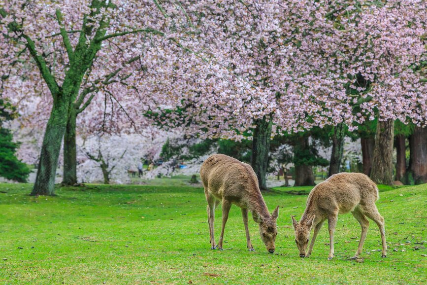 Visiter le parc de Nara proche de Osaka au Japon