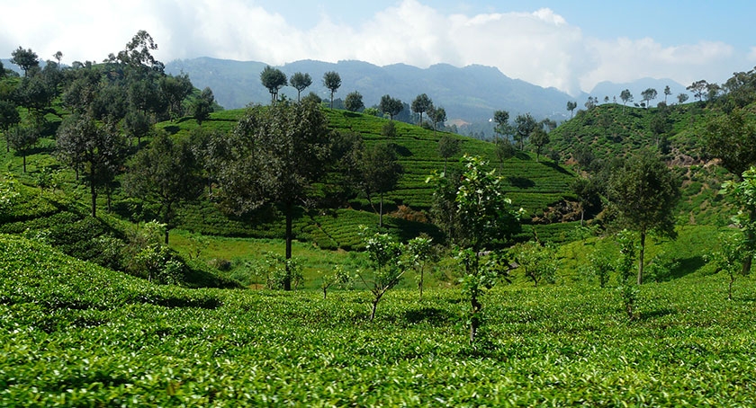 visiter Randonnée dans les plantations de thé de Galaha